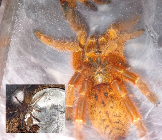 Obt "rcf" Tarantula by Webbed Obsessions