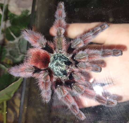 C. Versicolor Tarantula by Webbed Obsessions