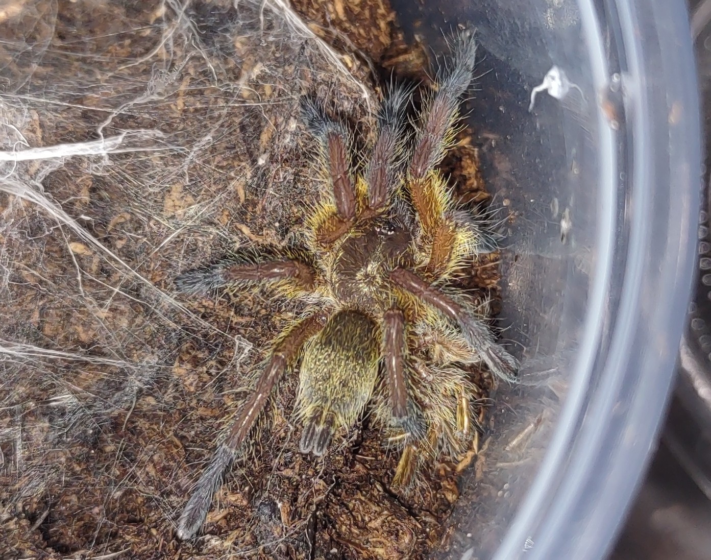 Golden Blue Leg Baboons Tarantula by Webbed Obsessions - MorphMarket