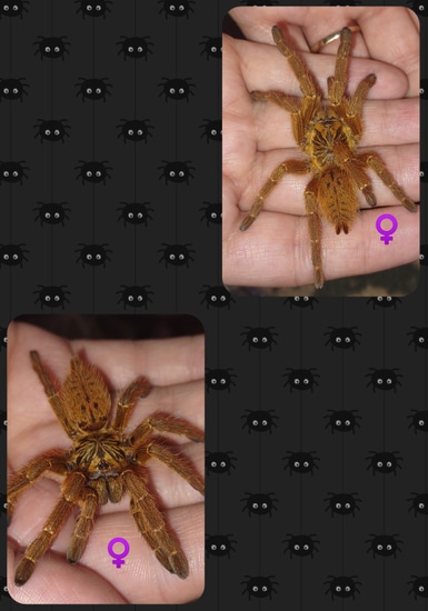 Sexed Female OBT'S Tarantula by Webbed Obsessions