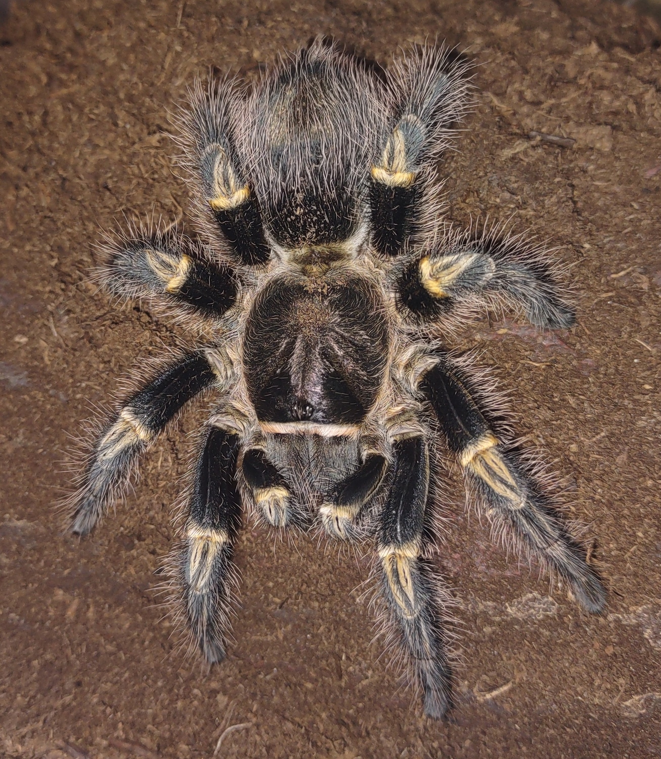 Grammastola Pulchripes Female Tarantula by Webbed Obsessions - MorphMarket