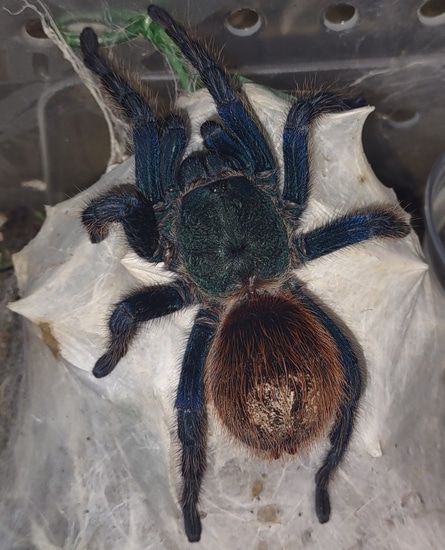 Green Bottle Blue Adult Female Tarantula by Webbed Obsessions
