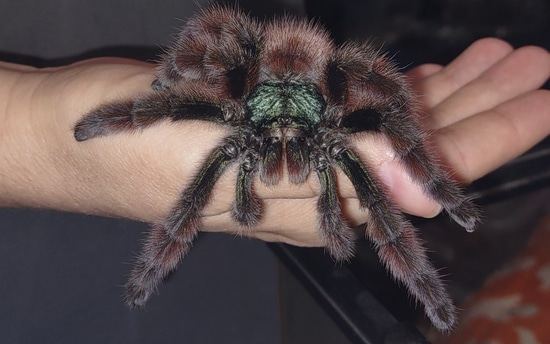 Adult Female Caribena Versicolor Tarantula by Webbed Obsessions