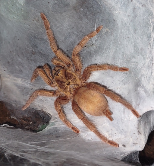 Neoholothele Incei Gold Adult Female Tarantula by Webbed Obsessions