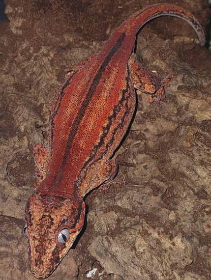 Big Red Stripe Female Gargoyle Gecko by Webbed Obsessions