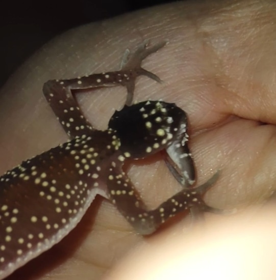 PET ONLY) Underwoodisaurus Milii Knob-Tailed Gecko by Webbed Obsessions