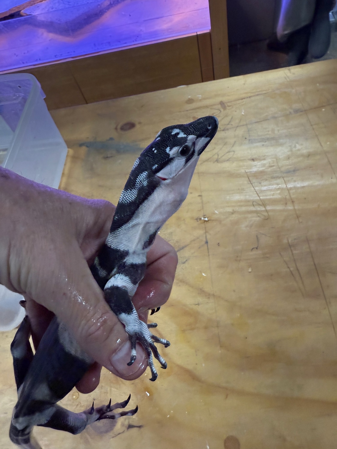 CBB Banded Lace Monitor
