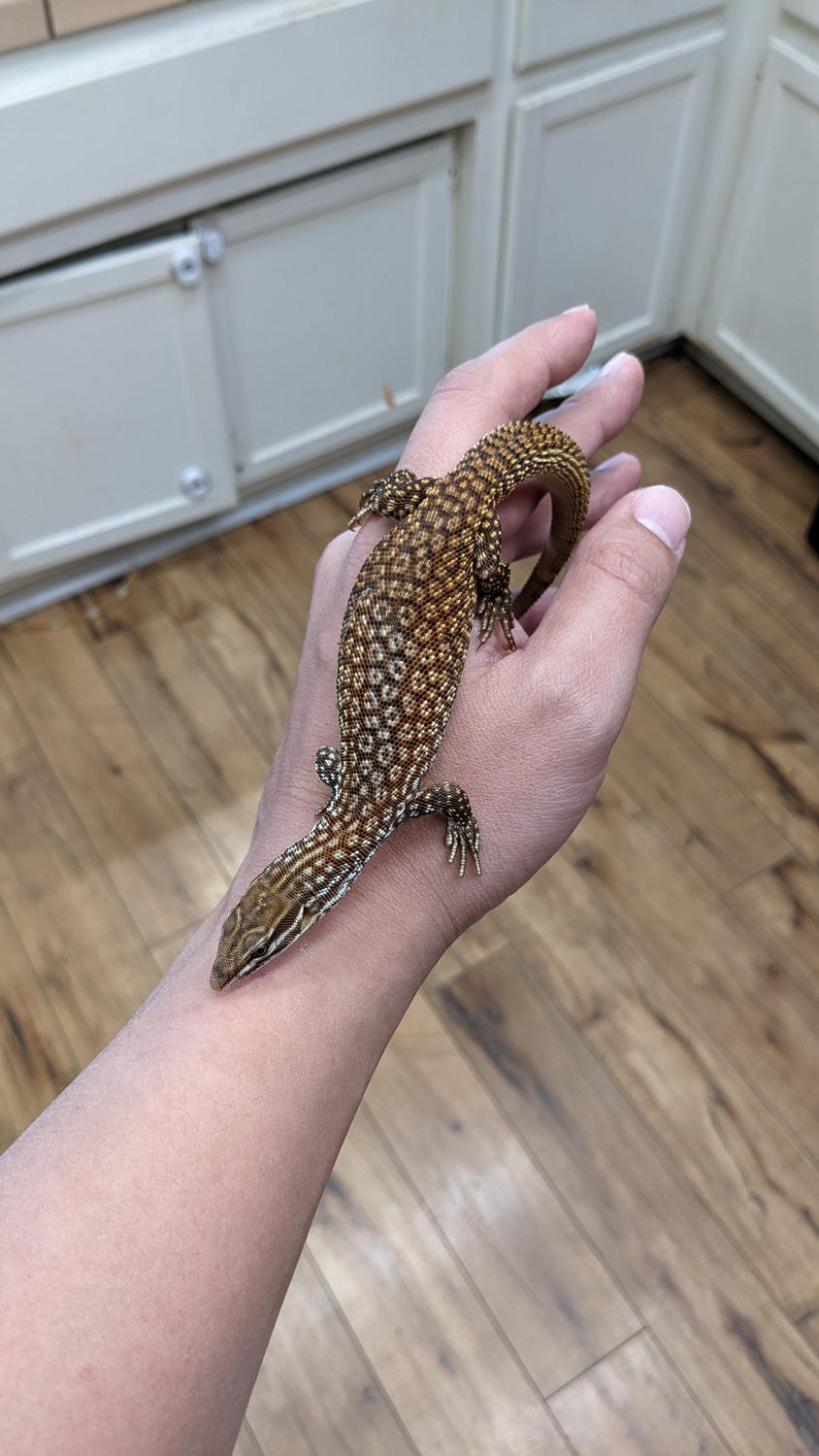 Red Holdback Spiny-Tailed Monitor by Absalom's Exotics - MorphMarket