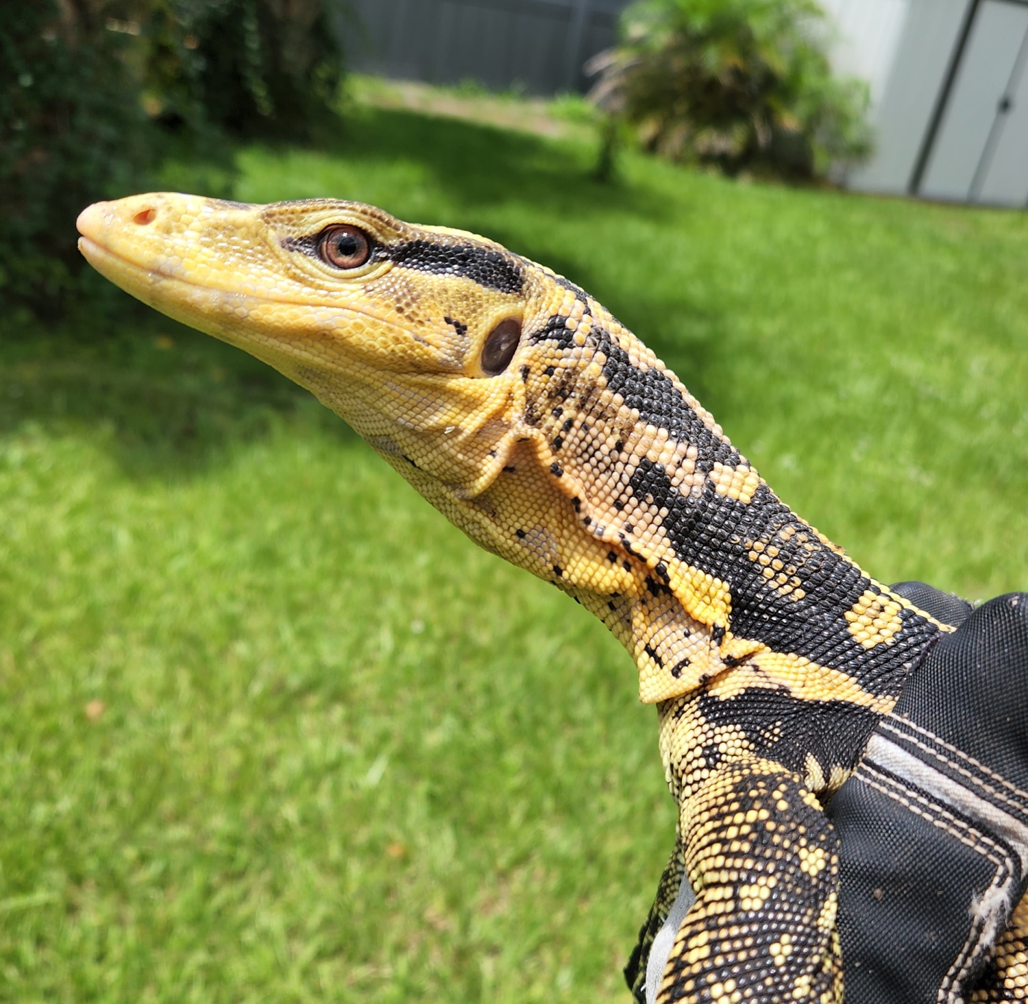 2021 Varanus Cumingi Water Monitor by Vital Exotics - MorphMarket