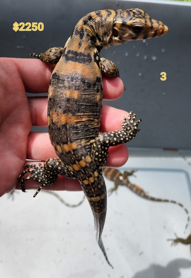 USCB Pure Banded Javan Sulfur Water Monitor by Vital Exotics