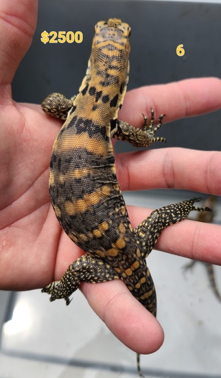 USCB Pure Banded Javan Sulfur Water Monitor by Vital Exotics