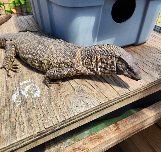Long Term Captive Female Varanus Dumerilii Dumeril's Monitor by Vital ...