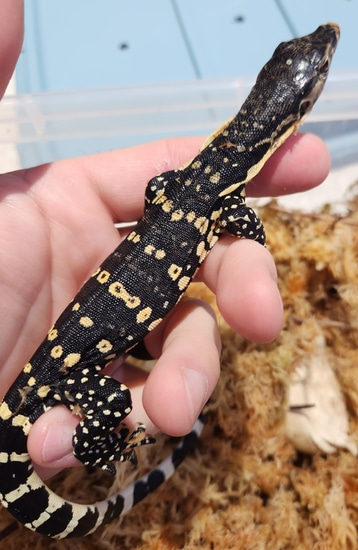 Captive Hatched Parthenogenic Water Monitor by Vital Exotics