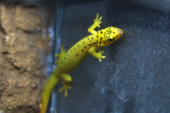 Baby Polillo False Geckos More Gecko by VARIUS
