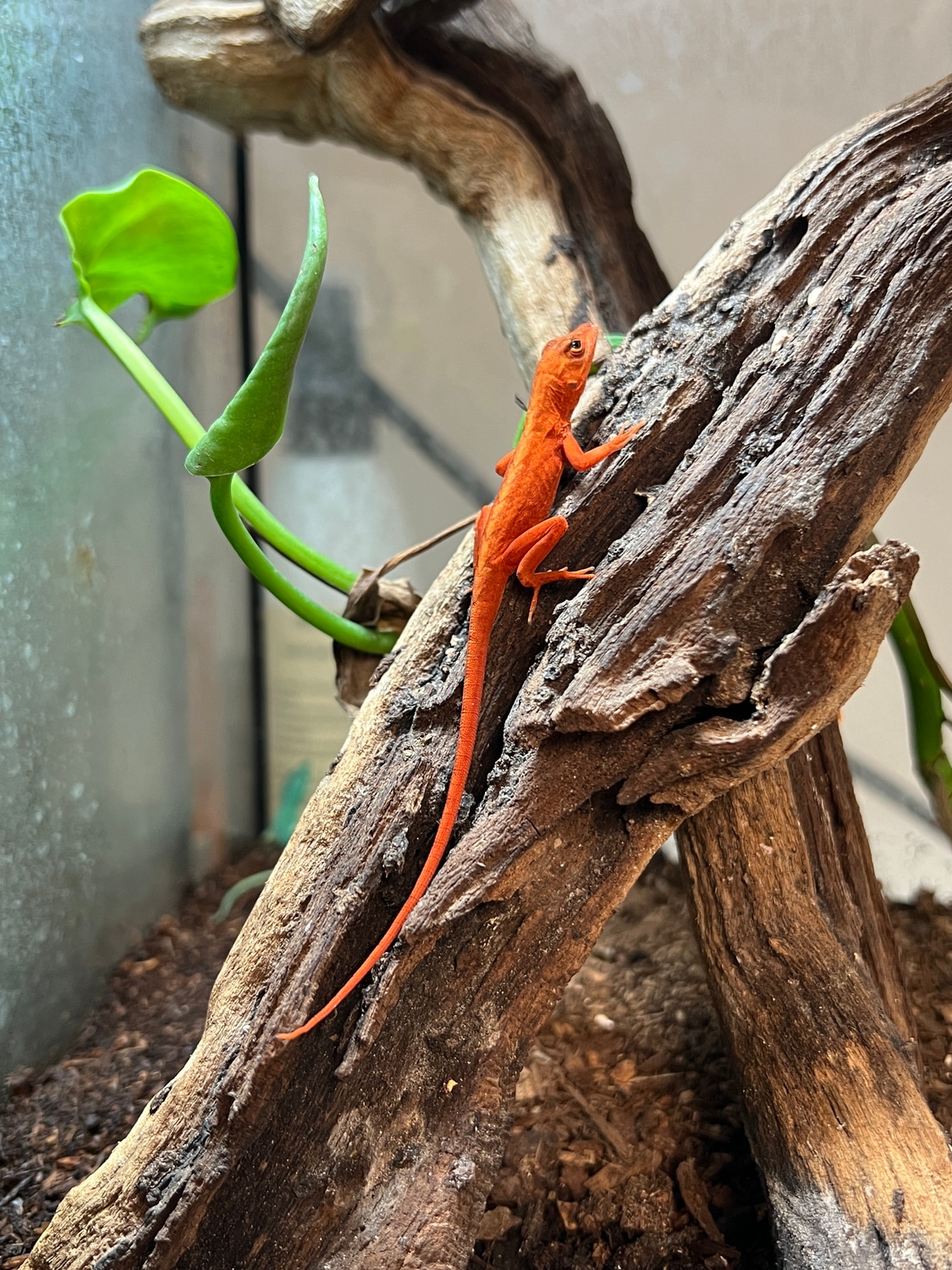 1.0 Anolis Sagrei “Fire Red” Anole by VARIUS - MorphMarket