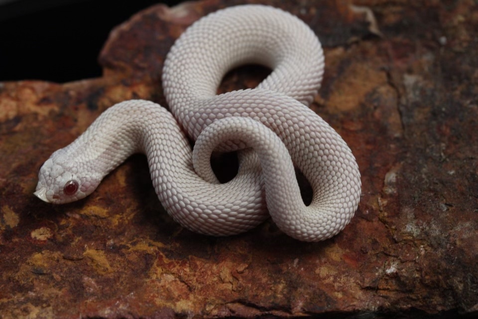 Super Yeti Western Hognose by VARIUS - MorphMarket