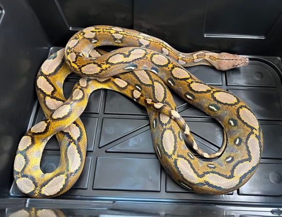 Sunfire 100% DH Mocha/OGS Reticulated Python by VARIUS