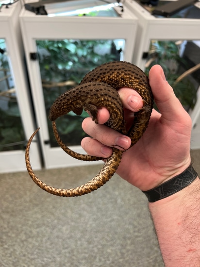 Adult Pair Borneo Earless Monitors Other Monitor by VARIUS