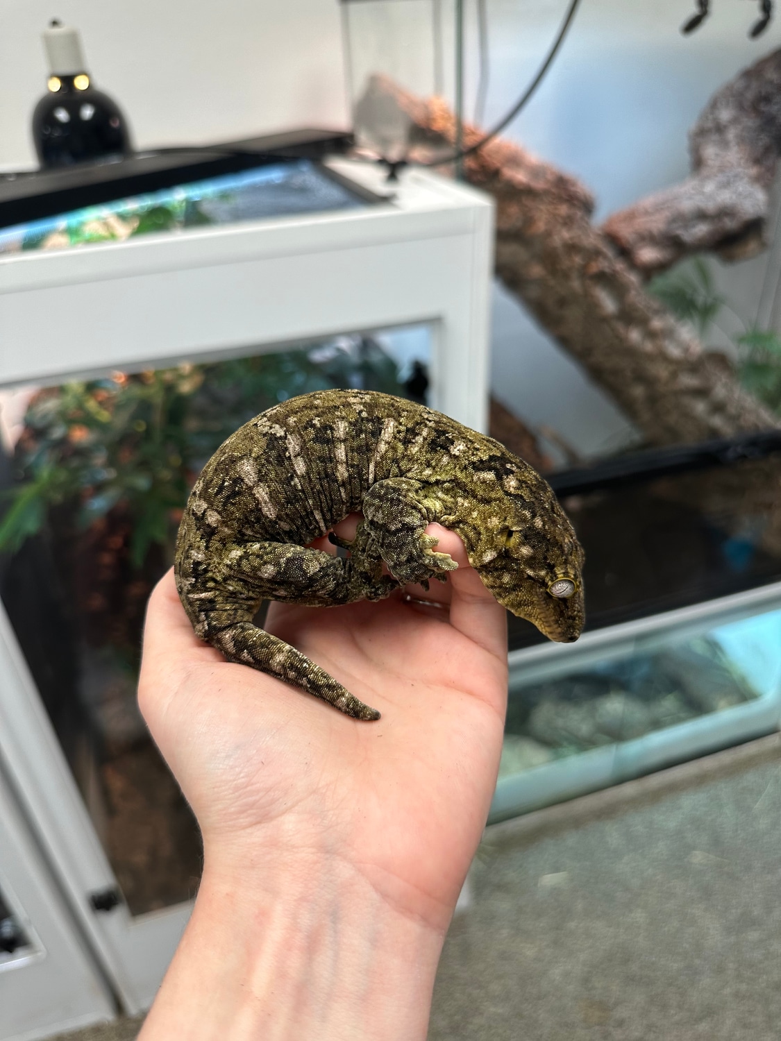 Subadult Nuu Ami Male Leachianus Gecko by VARIUS - MorphMarket