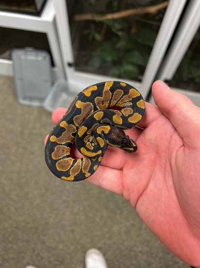 NR Mandarin Het Desert Ghost Ball Python by VARIUS