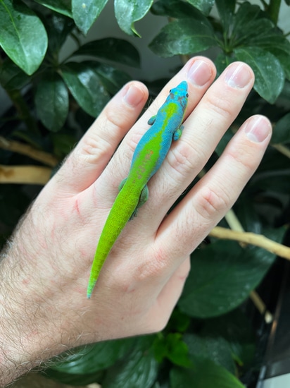 Hawaiian Super Blue Day Geckos by VARIUS