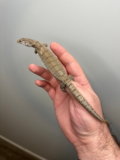 Pygmy Mulga Monitor (V. Gilleni) Other Monitor by VARIUS