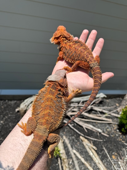 PAIR 100% Red Monsters Dbl Het Hypo Trans Central Bearded Dragon by VARIUS