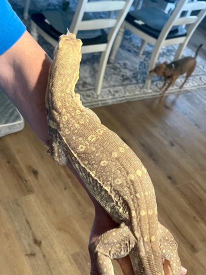 GORGEOUS Coral Water Monitor by VARIUS