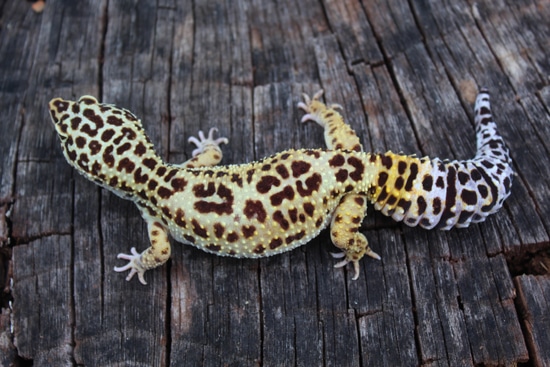 Normal Leopard Gecko by WyrmEmporium