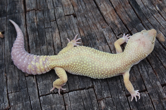 Murphy Patternless Leopard Gecko by WyrmEmporium