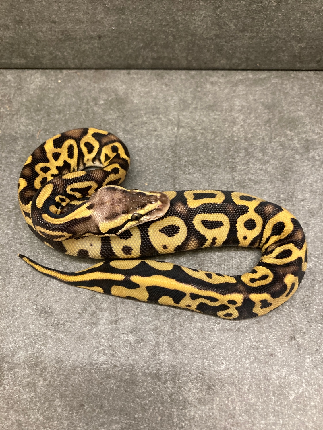 Leopard Pastel Yellow Belly Het Genetic Stripe Ball Python by Frost ...