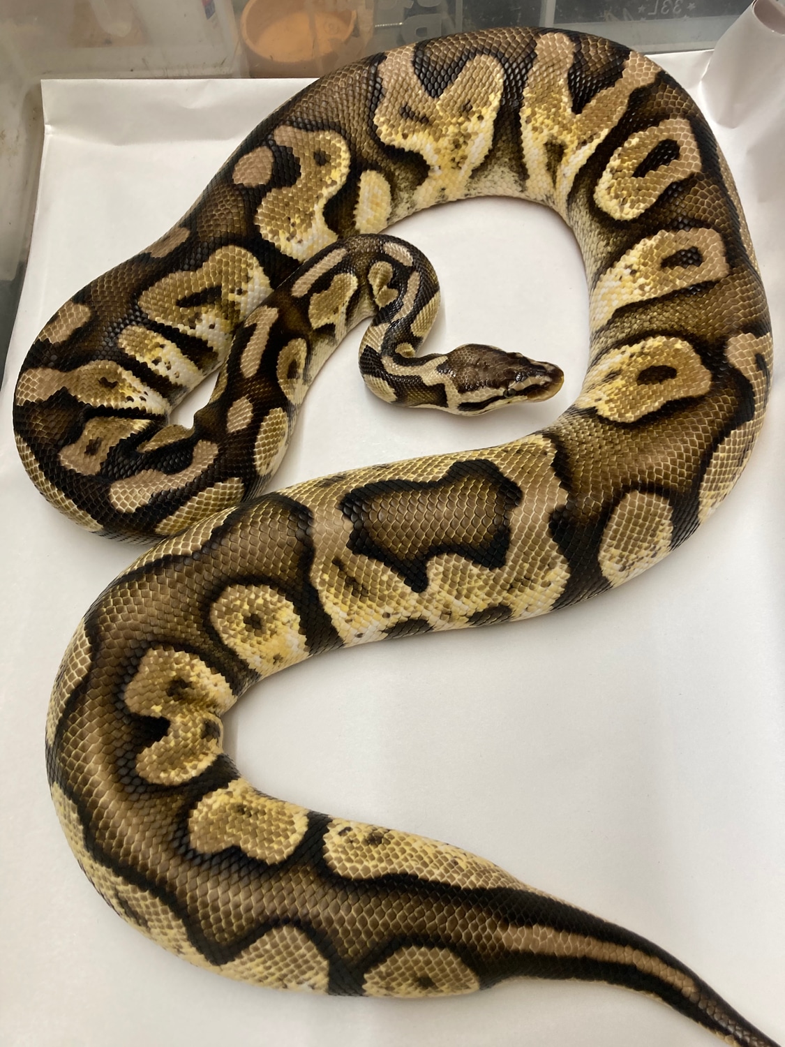 Pastel Sugar Ball Python by Frost-balls - MorphMarket