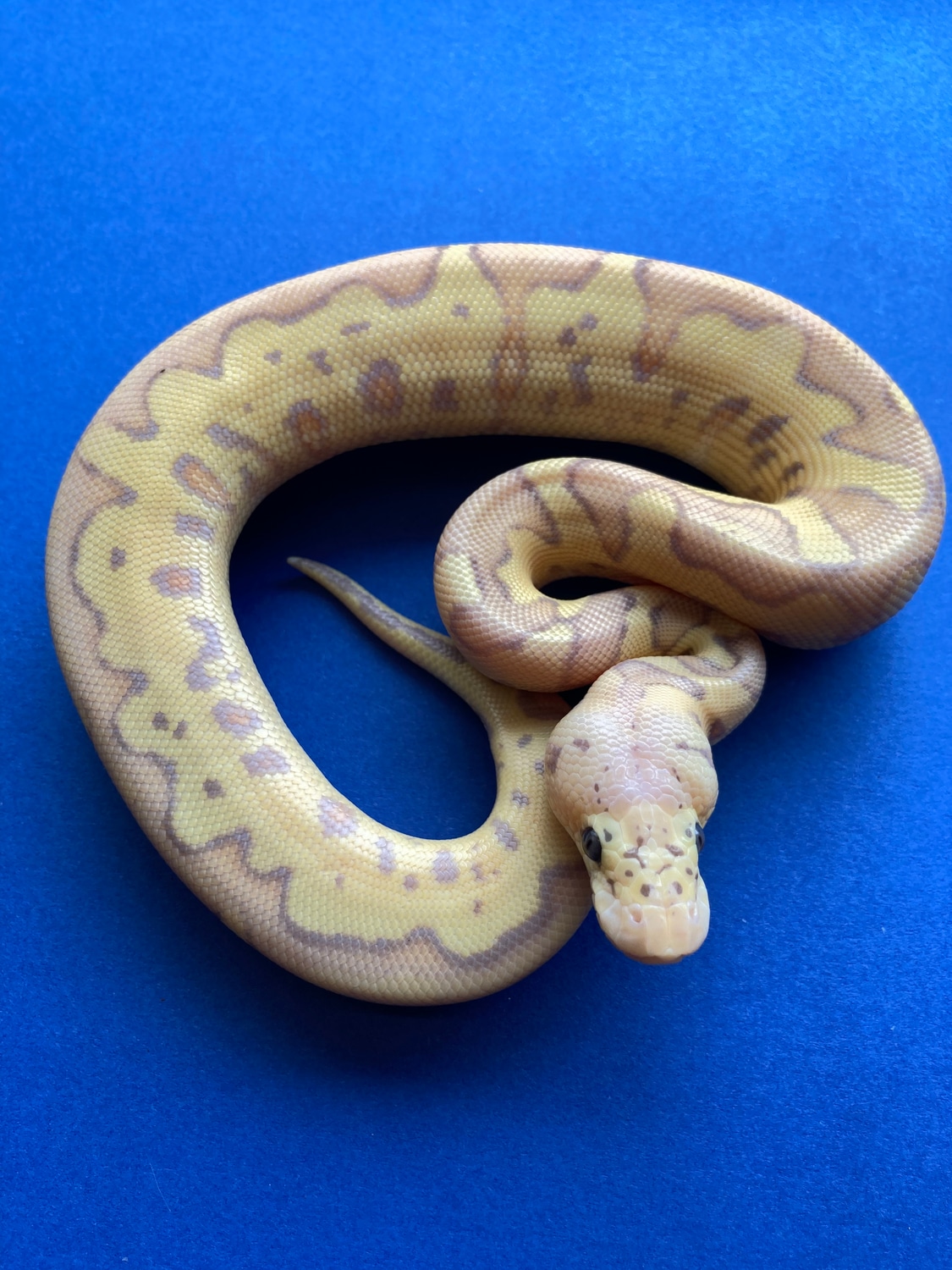 Coralglow Pastel Clown Ball Python by Frost-balls - MorphMarket