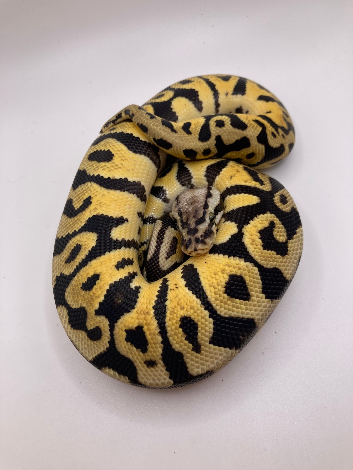 Pastel Spotnose Poss Het Clown Ball Python by Frost-balls - MorphMarket
