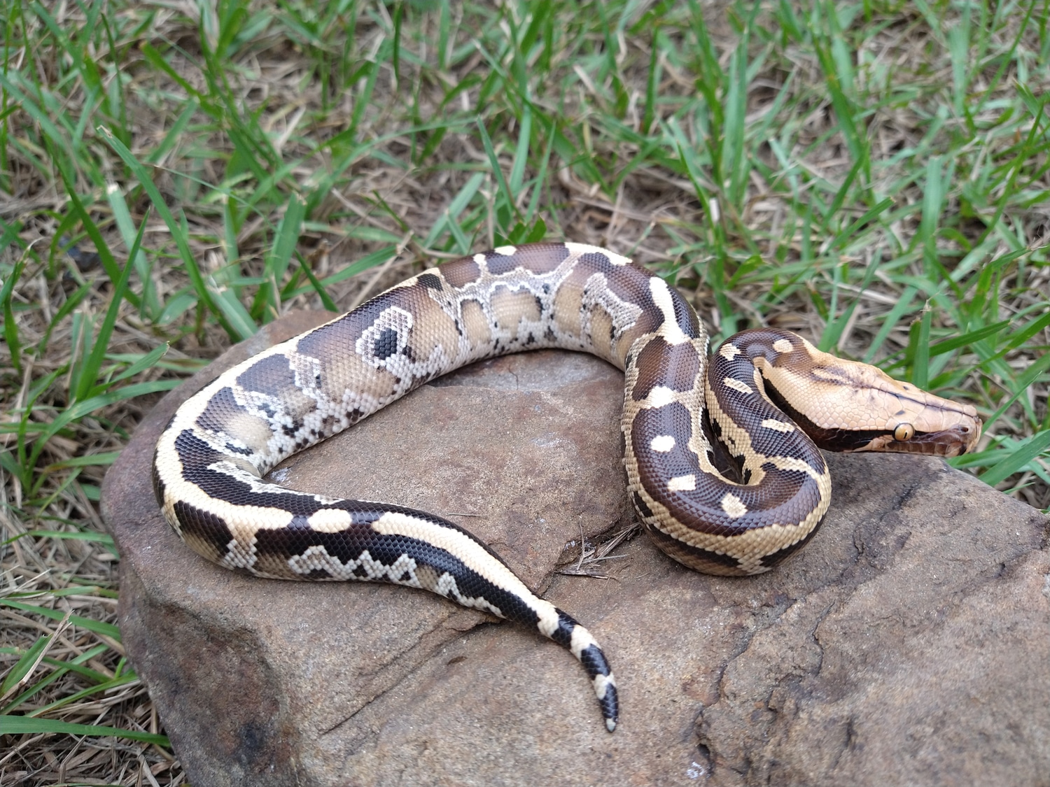 Het Ultra Borneo Short-tailed Python by Victor La Luz Reptiles ...