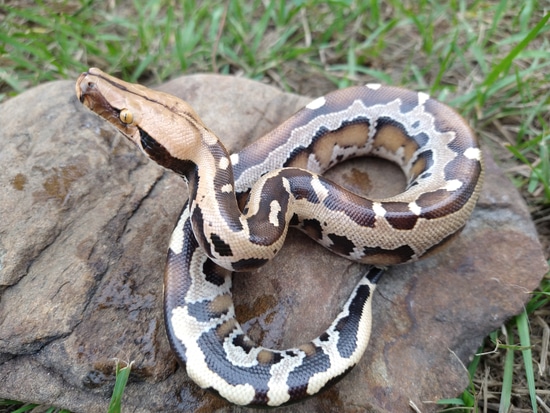 Het Ultra Borneo Short-Tailed Python by Victor La Luz Reptiles