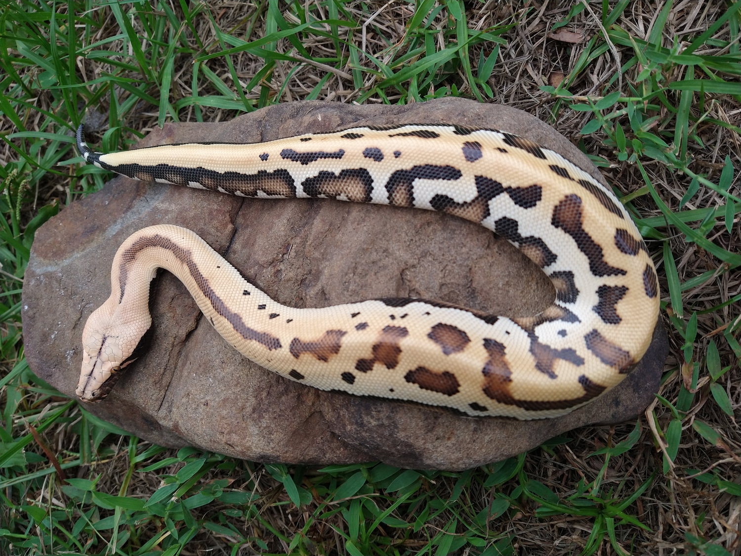 Goldeneye Blood Python by Victor La Luz Reptiles - MorphMarket