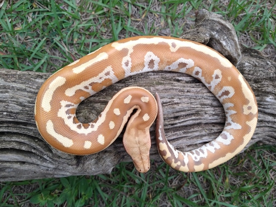 T Positive Blood Python by Victor La Luz Reptiles