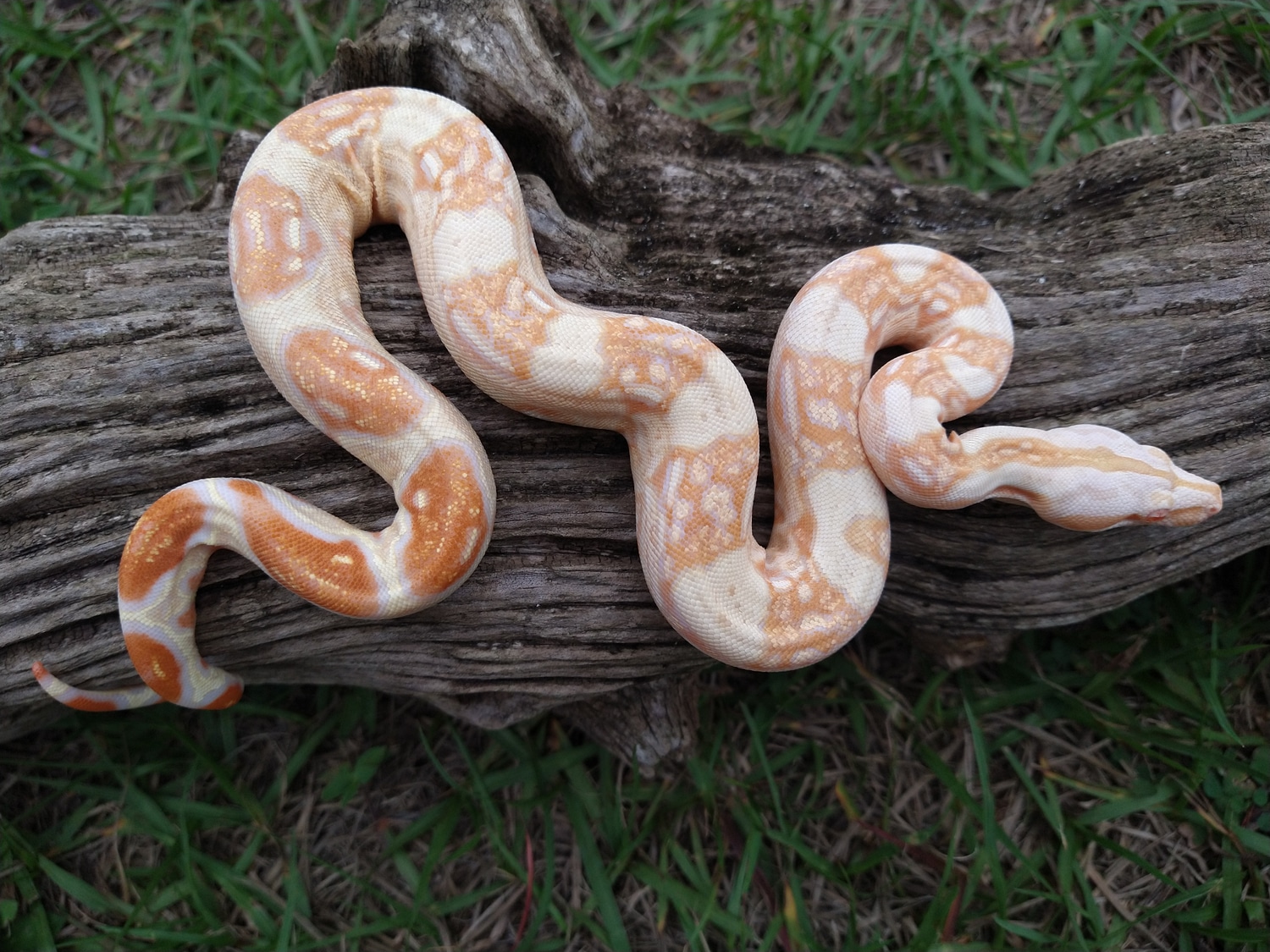 Sharp Albino Boa Constrictor by Victor La Luz Reptiles - MorphMarket