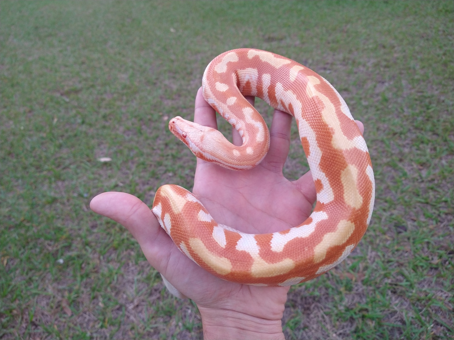 T-Negative Blood Python by Victor La Luz Reptiles - MorphMarket