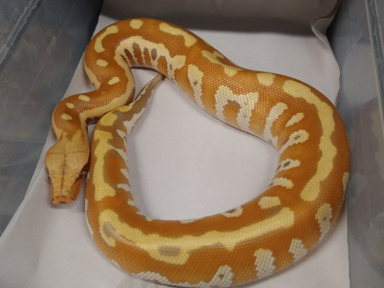 T Positive Blood Python by Victor La Luz Reptiles