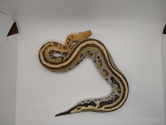 Genetic Stripe Borneo Short-Tailed Python by Victor La Luz Reptiles