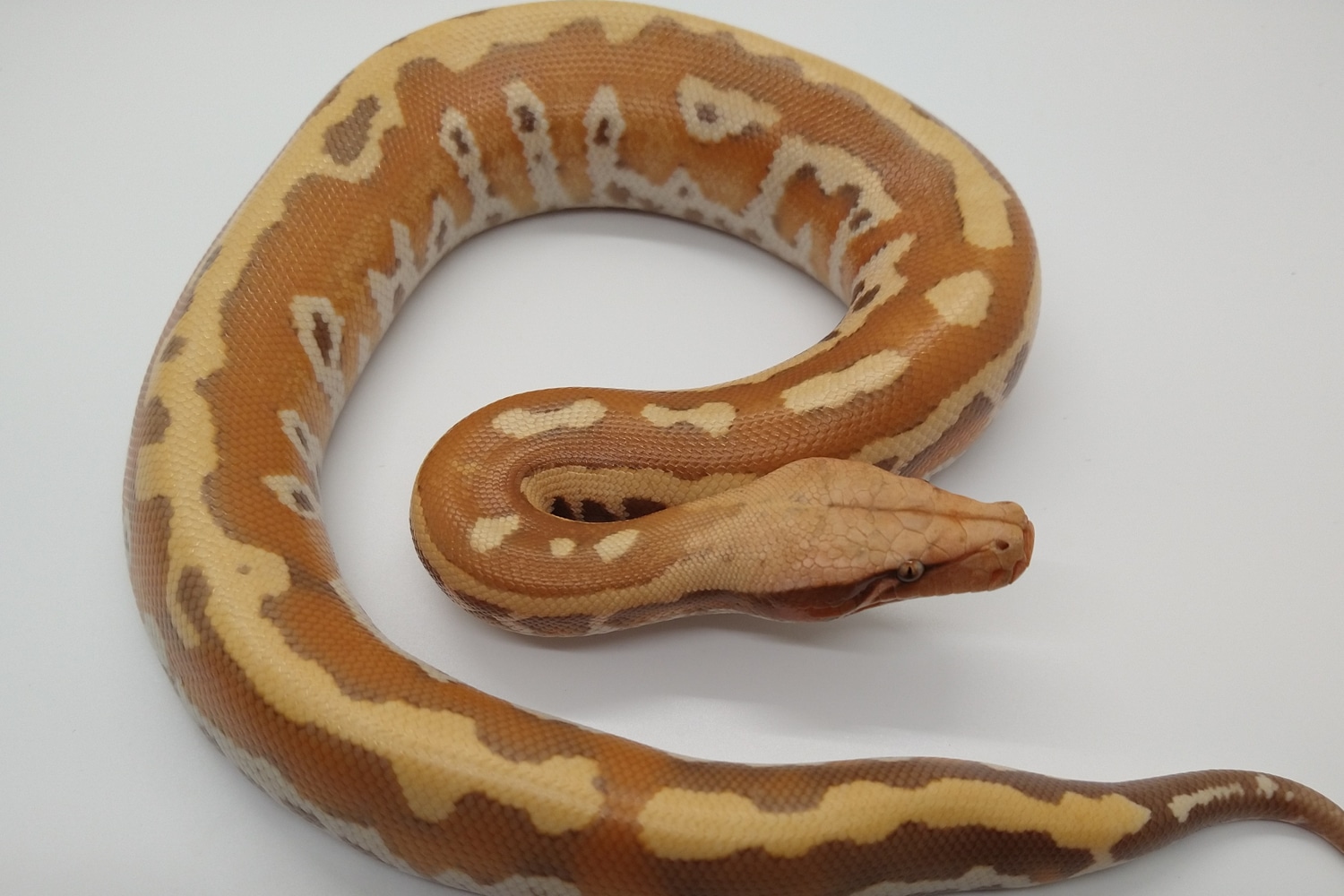 T Positive Blood Python by Victor La Luz Reptiles - MorphMarket