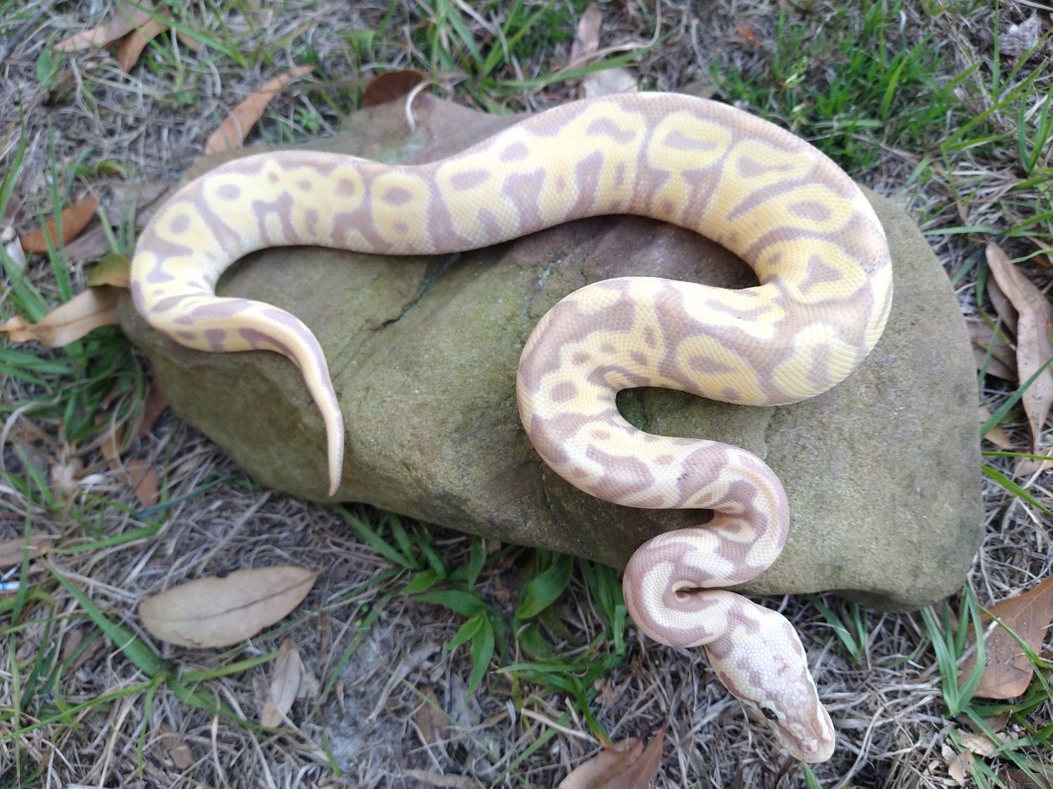 Pastel Banana Leopard Ball Python by Victor La Luz Reptiles - MorphMarket