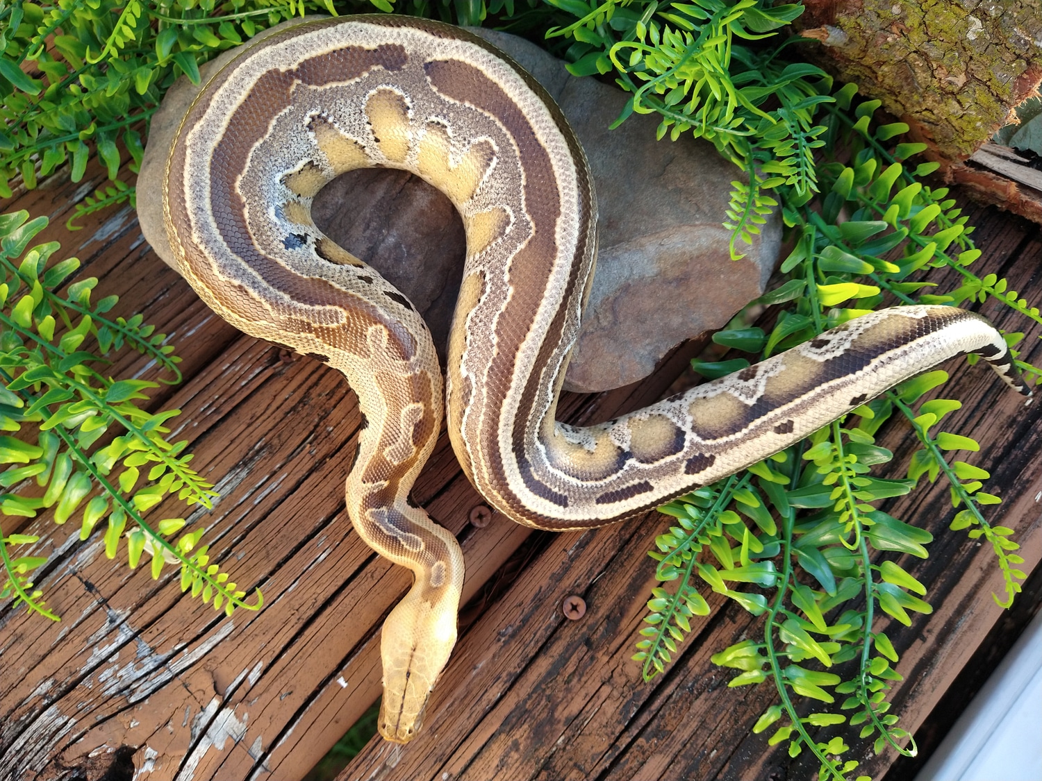 Genetic Stripe Borneo Short-tailed Python by Victor La Luz Reptiles ...