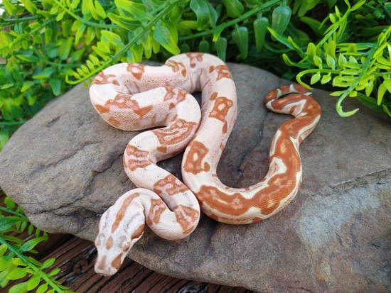 Purple Paraglow Boa Constrictor by Victor La Luz Reptiles