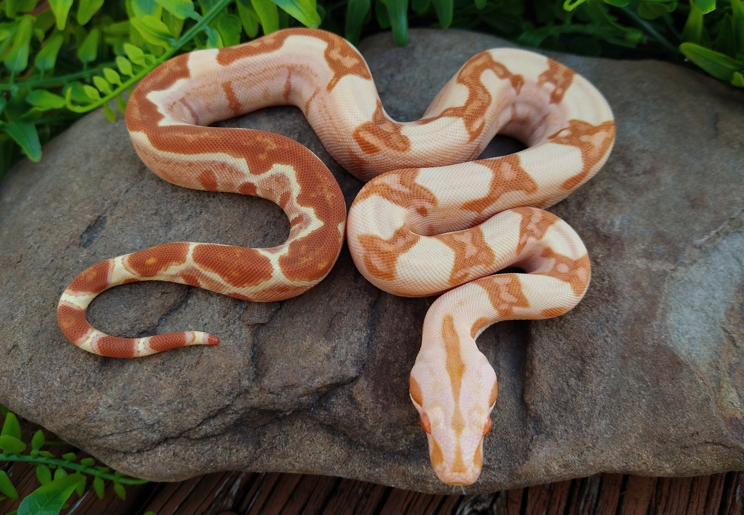 Sharp Sunglow Boa Constrictor by Victor La Luz Reptiles - MorphMarket