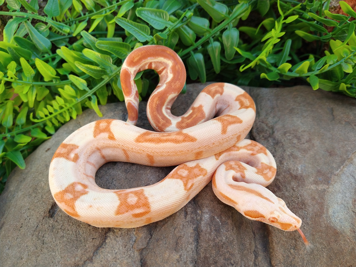 Purple Sharp Sunglow Boa Constrictor by Victor La Luz Reptiles ...