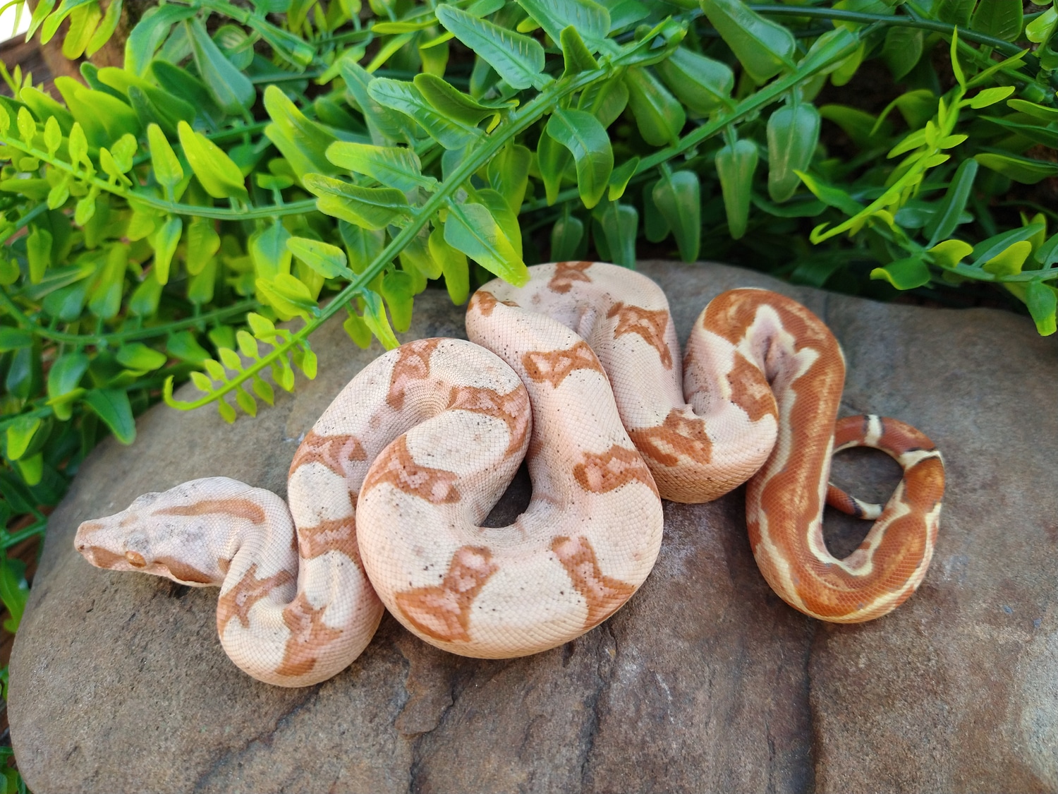 Purple Paraglow Boa Constrictor by Victor La Luz Reptiles - MorphMarket