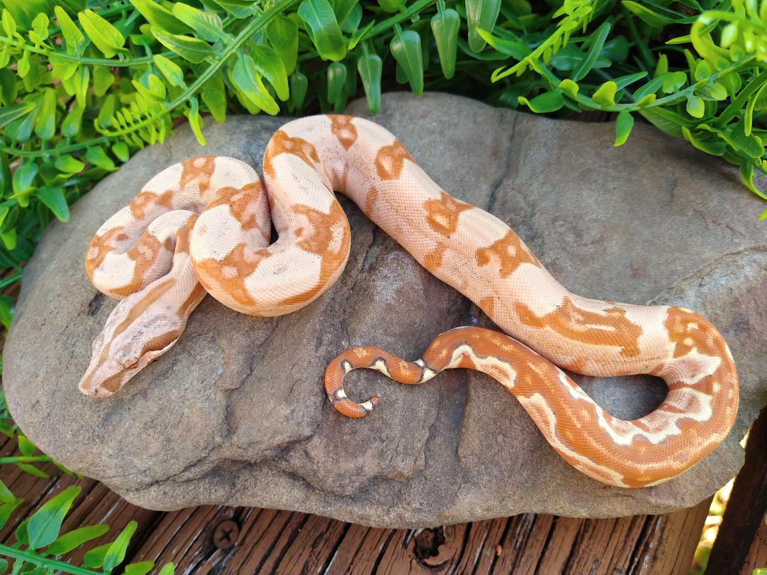 Purple Paraglow Holdback Boa Constrictor by Victor La Luz Reptiles ...